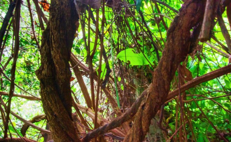 ayahuasca tree - Plantas Sagradas en las Américas